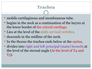 Trachea and Lungs .pptx