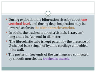 Trachea and Lungs .pptx