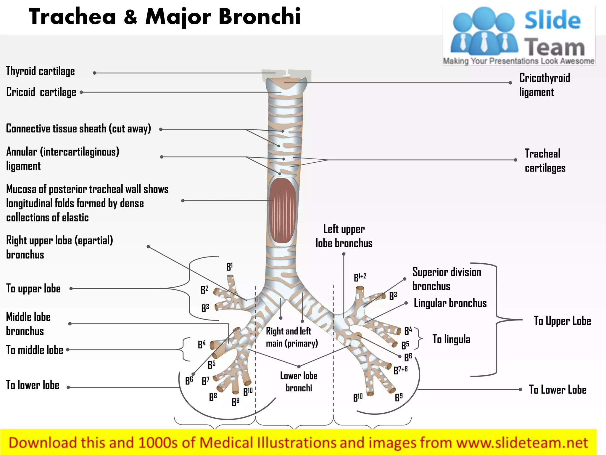 Trachea and major bronchi anterior view medical images for power point ...