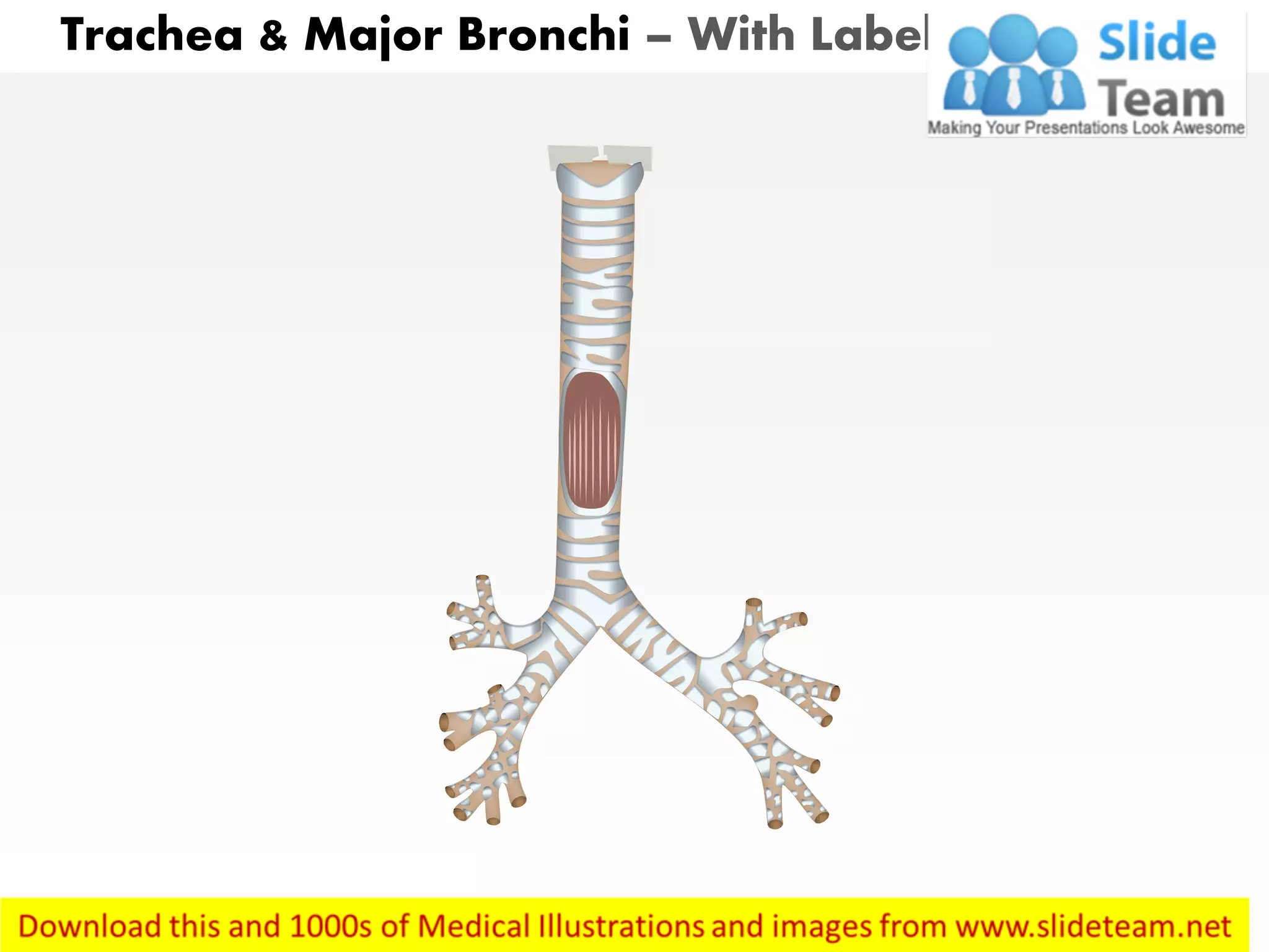 Trachea and major bronchi anterior view medical images for power point ...
