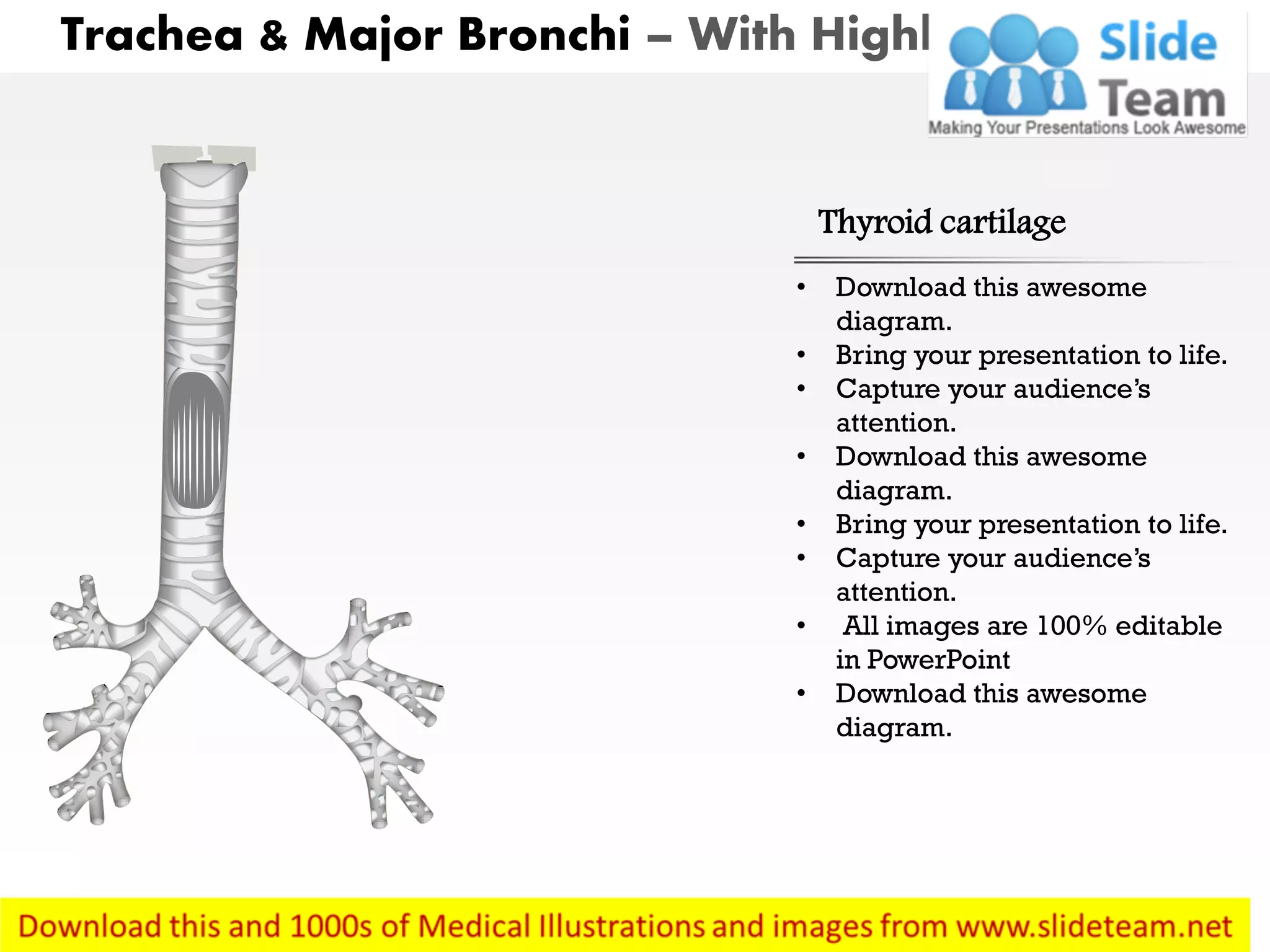 Trachea and major bronchi anterior view medical images for power point | PDF