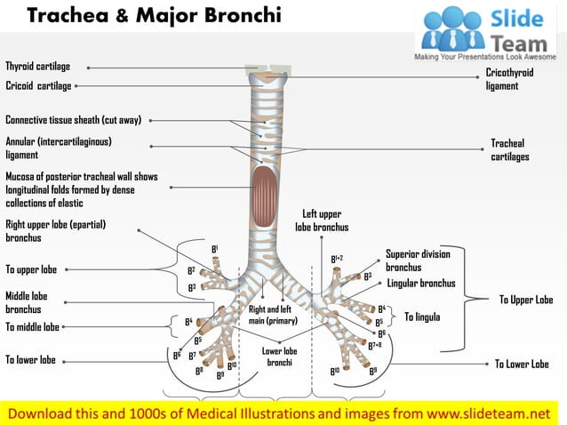 Trachea and major bronchi anterior view medical images for power point ...