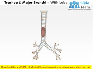 Trachea and major bronchi anterior view medical images for power point ...