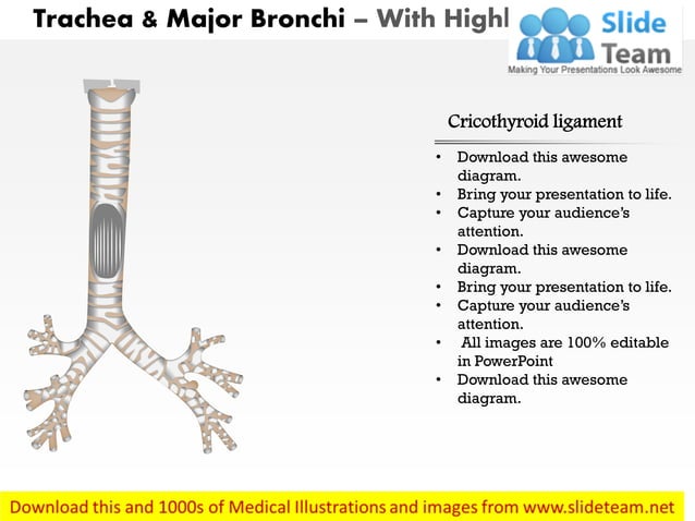 Trachea and major bronchi anterior view medical images for power point ...