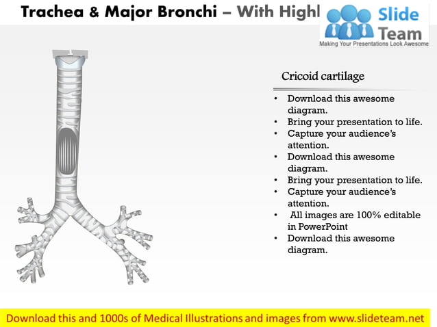 Trachea and major bronchi anterior view medical images for power point ...