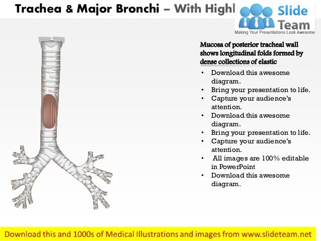 The Trachea Bronchi And Terminal Bronchioles Contribute To Anatomic