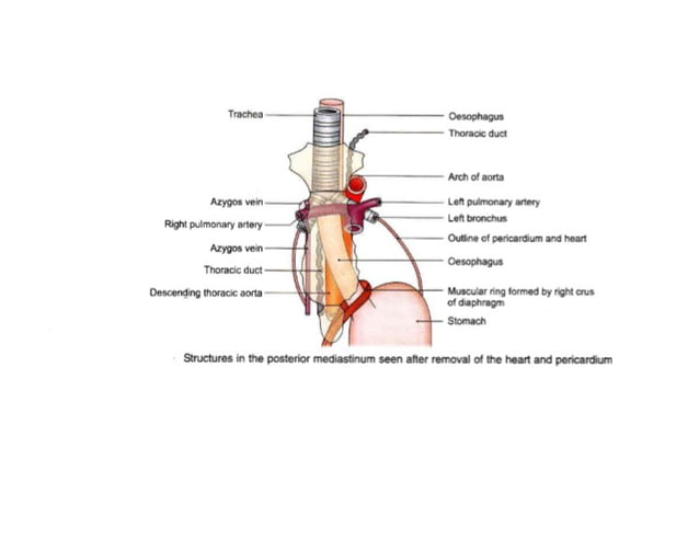 Trachea and oesophagus | PDF | Thyroid Disorders | Endocrine and ...