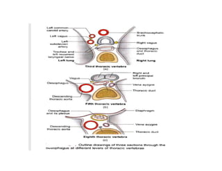 Trachea and oesophagus | PDF