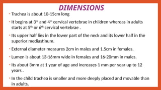 trachea and tracheostomy12345678 (3).pptx