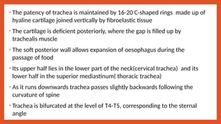 trachea and tracheostomy12345678 (3).pptx