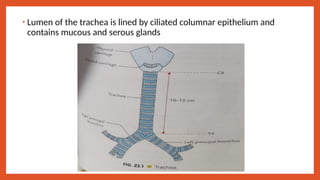 trachea and tracheostomy12345678 (3).pptx