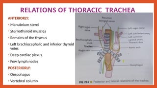 trachea and tracheostomy12345678 (3).pptx