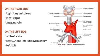 trachea and tracheostomy12345678 (3).pptx