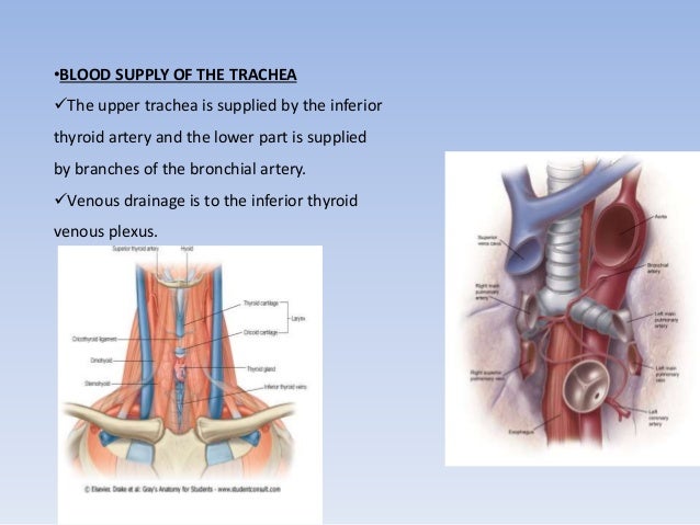 Tracheal pathologies