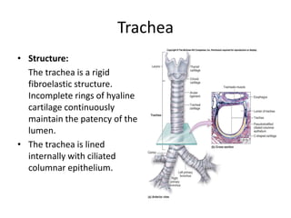 Trachea + Lungs | PPTX
