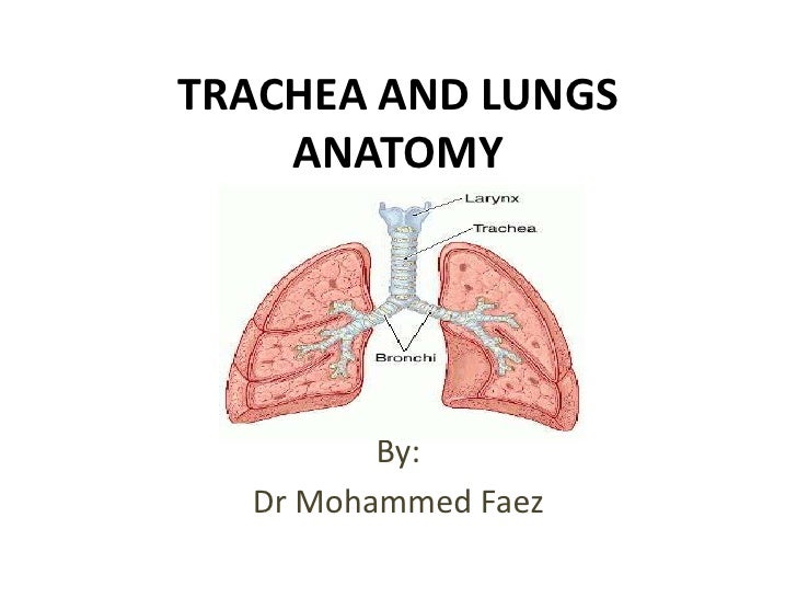 Trachea + Lungs