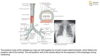 TRACHEA OESOPHAGUS Anterior abdominal wall | PPTX