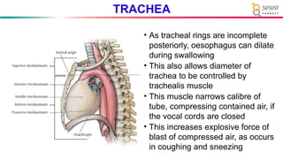 TRACHEA OESOPHAGUS Anterior abdominal wall | PPTX