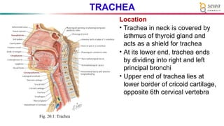 TRACHEA OESOPHAGUS Anterior abdominal wall | PPTX