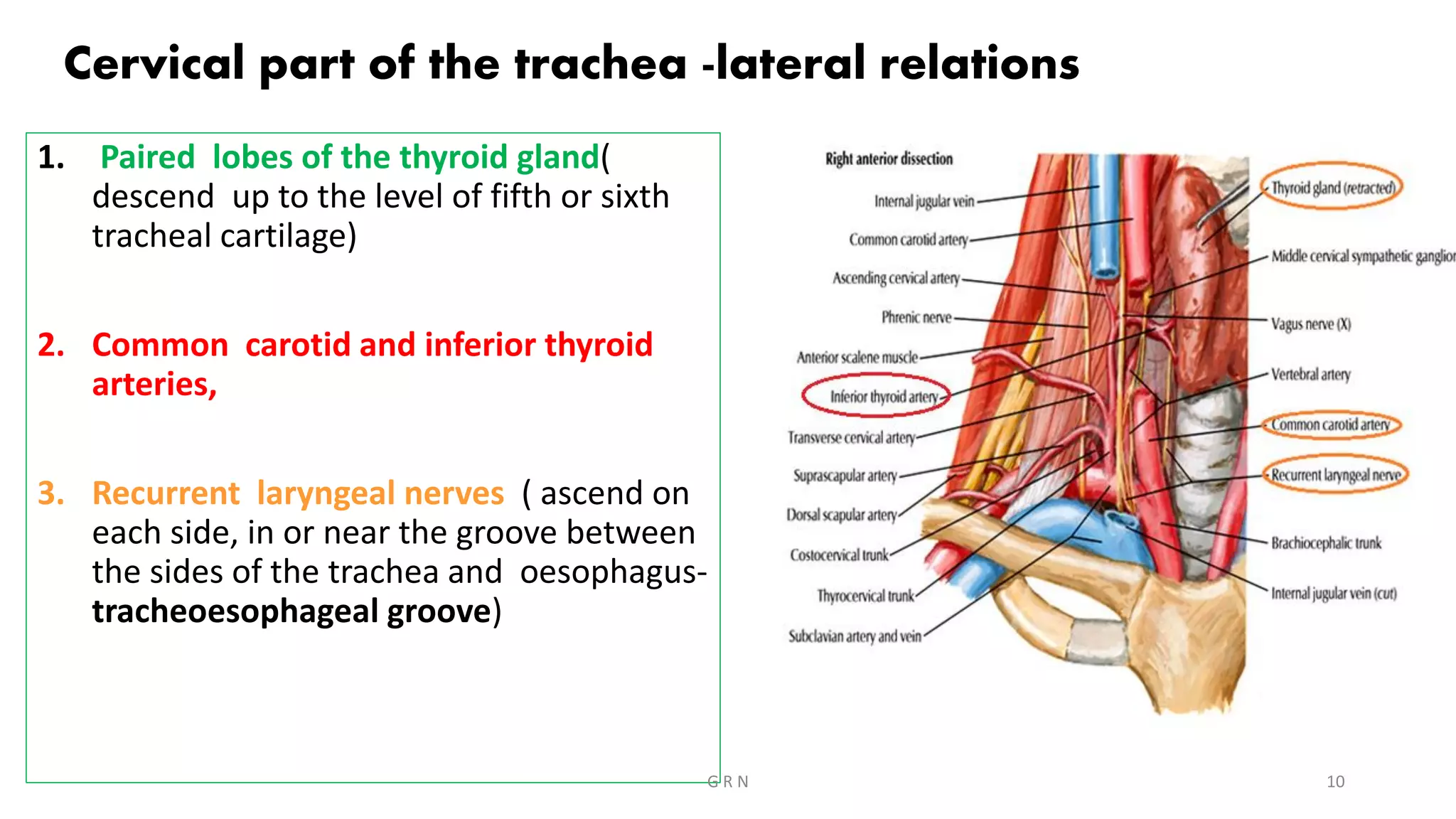Trachea, oesopha & thoracic duct r | PDF