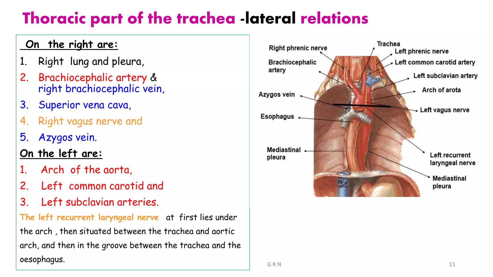 Trachea, oesopha & thoracic duct r | PDF