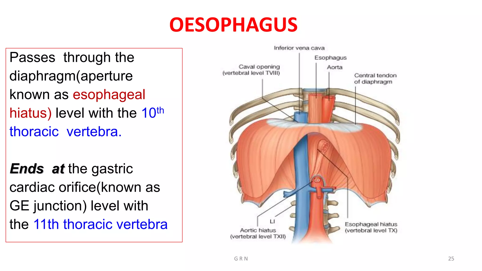Trachea, oesopha & thoracic duct r | PDF