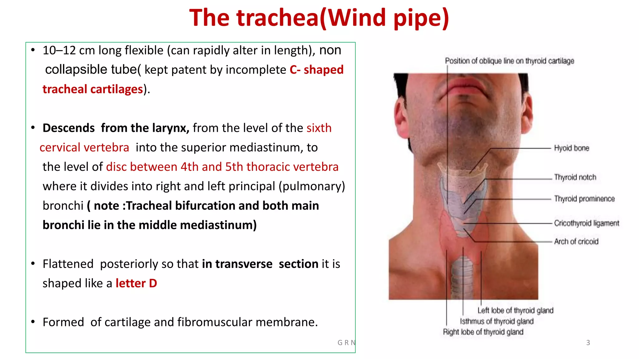 Trachea, oesopha & thoracic duct r | PDF