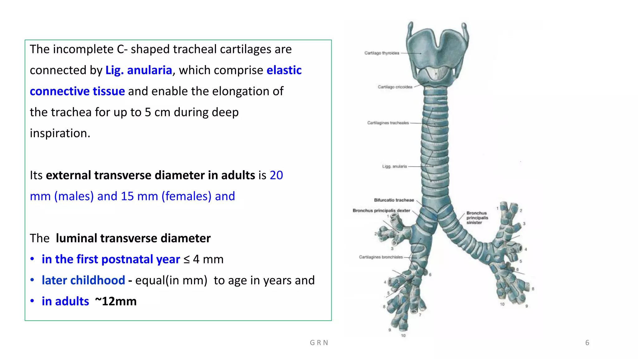 Trachea, oesopha & thoracic duct r | PDF