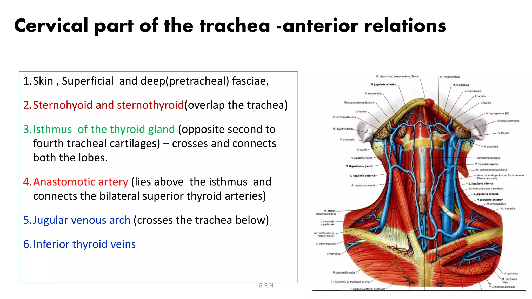 Trachea, oesopha & thoracic duct r | PDF