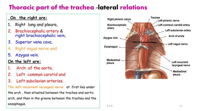 Trachea, oesopha & thoracic duct r | PDF | Thyroid Disorders ...