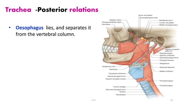 Trachea, oesopha & thoracic duct r | PDF | Thyroid Disorders ...