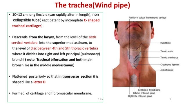 Trachea, oesopha & thoracic duct r | PDF | Thyroid Disorders ...
