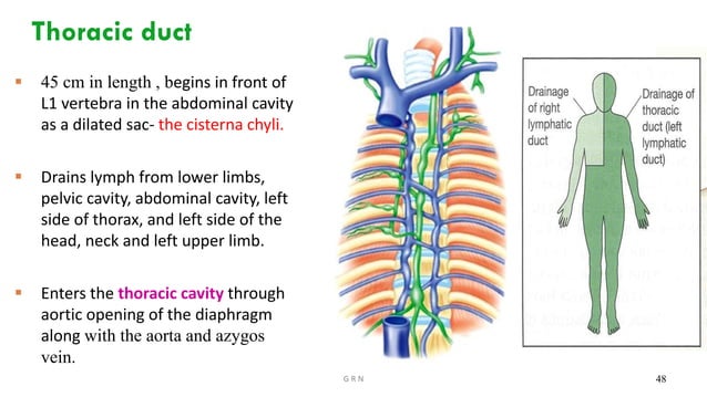 Trachea, oesopha & thoracic duct r | PDF | Thyroid Disorders ...