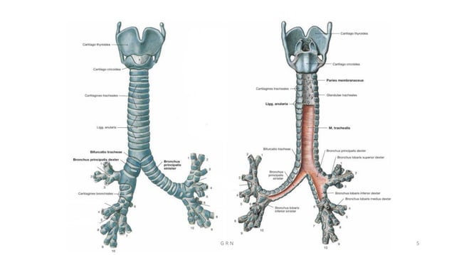 Trachea, oesopha & thoracic duct r | PDF | Thyroid Disorders ...