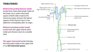 Trachea, oesopha & thoracic duct r | PDF