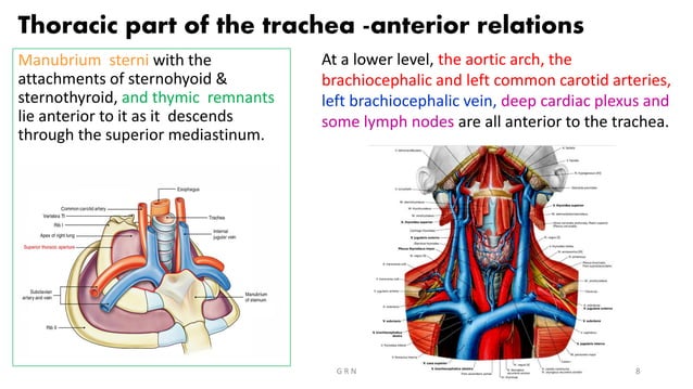 Trachea, oesopha & thoracic duct r | PDF | Thyroid Disorders ...