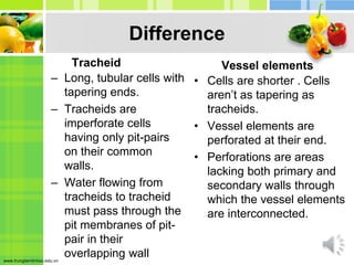 Tracheid and vessel elements | PPTX