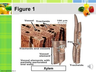 Tracheids In Roots
