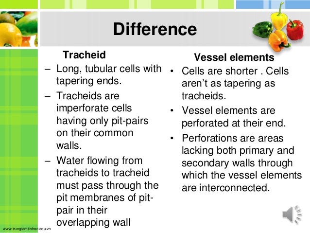 Tracheid and vessel elements