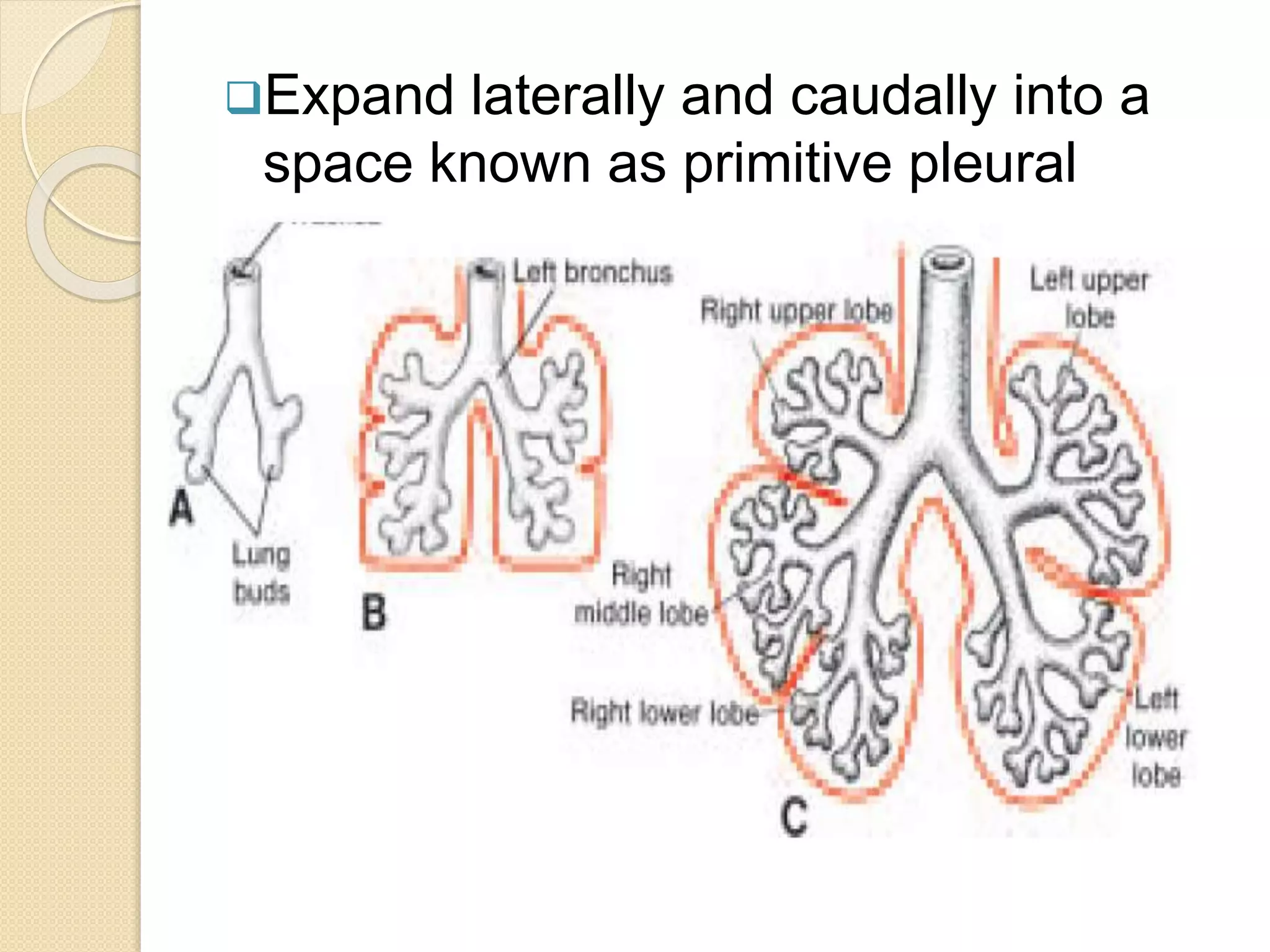 Tracheobronchial tree-1.pptx