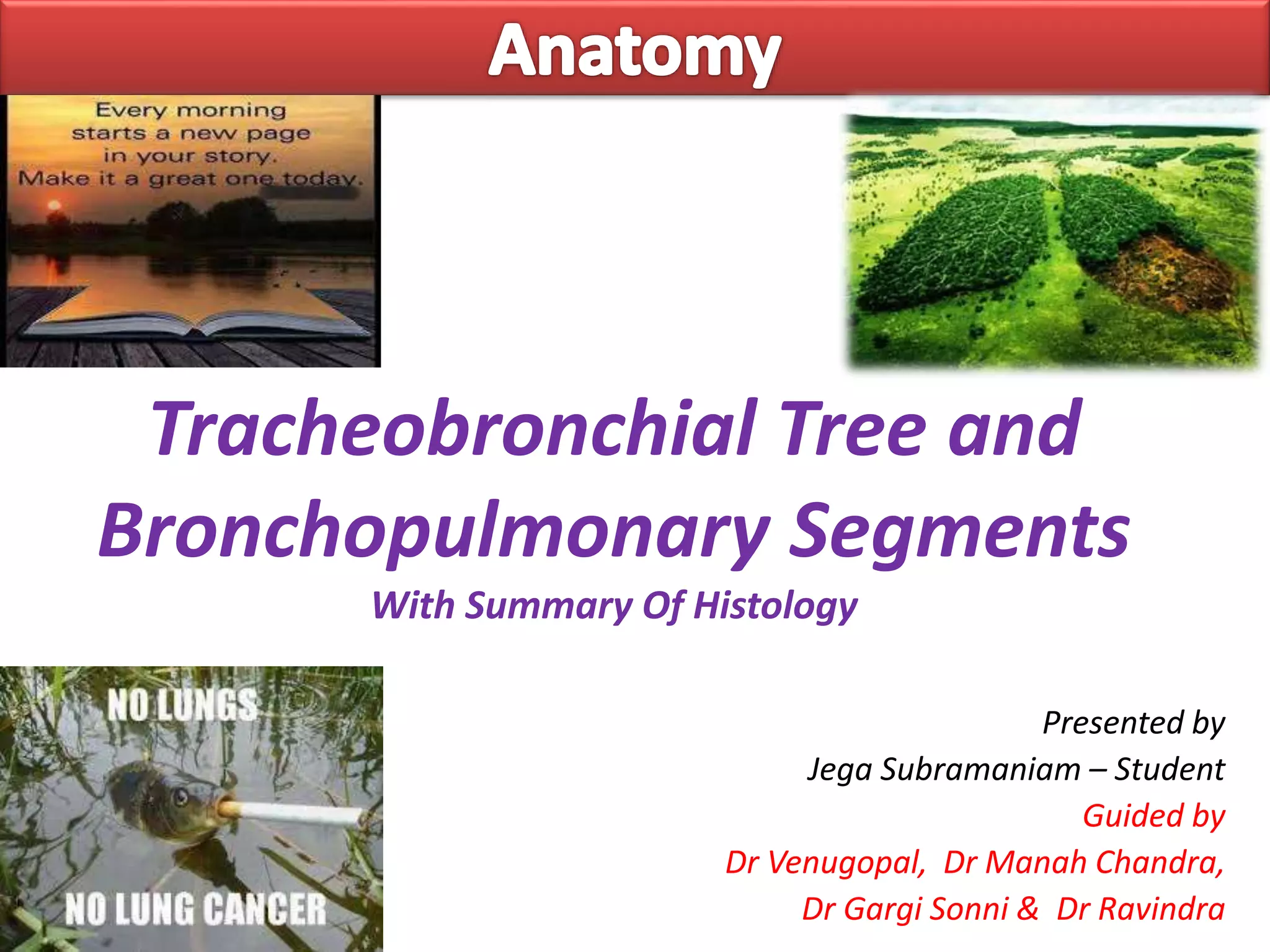 Anatomy of Tracheobronchial Tree and Bronchopulmonary Segments with ...