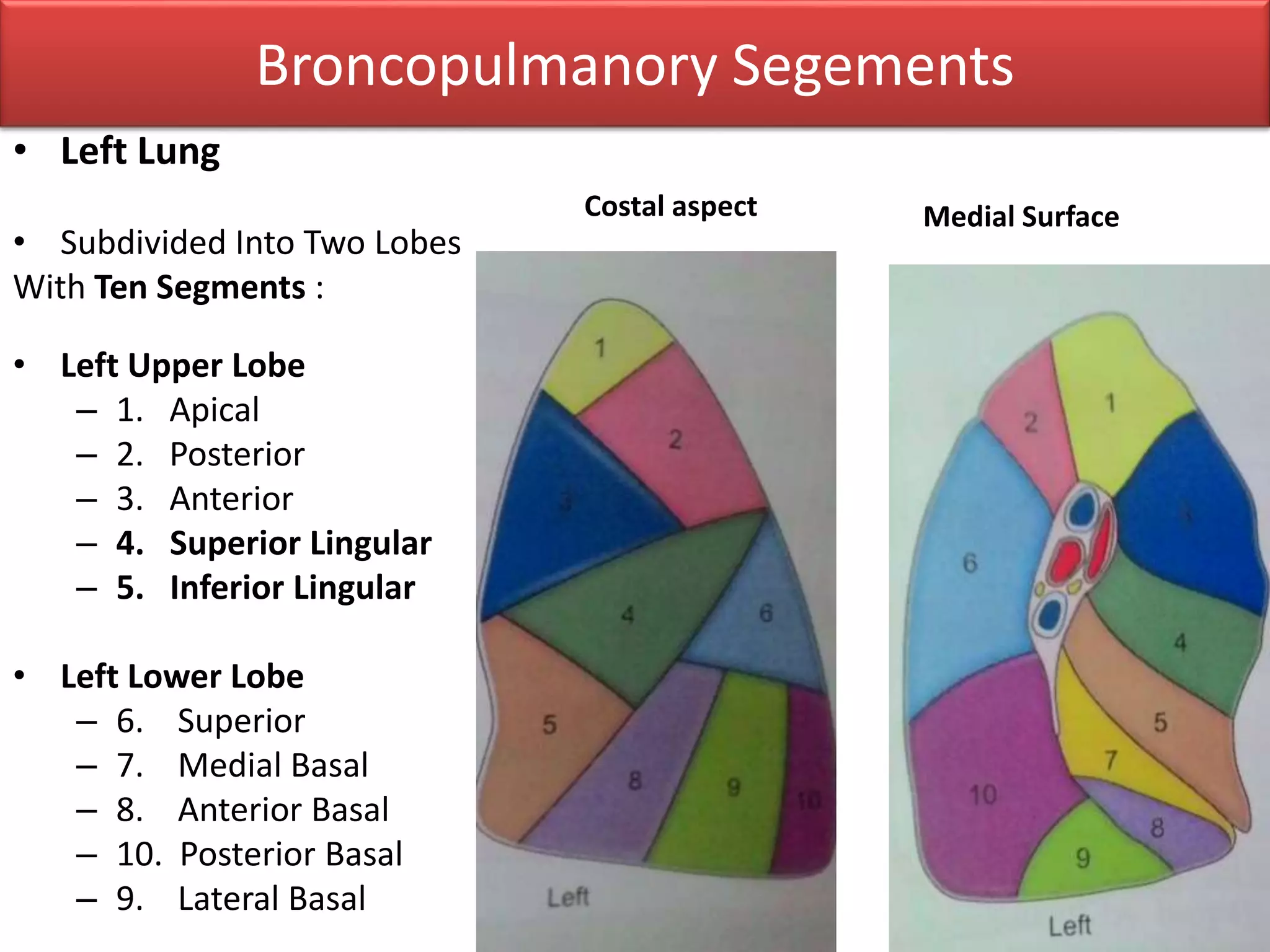 Anatomy of Tracheobronchial Tree and Bronchopulmonary Segments with ...