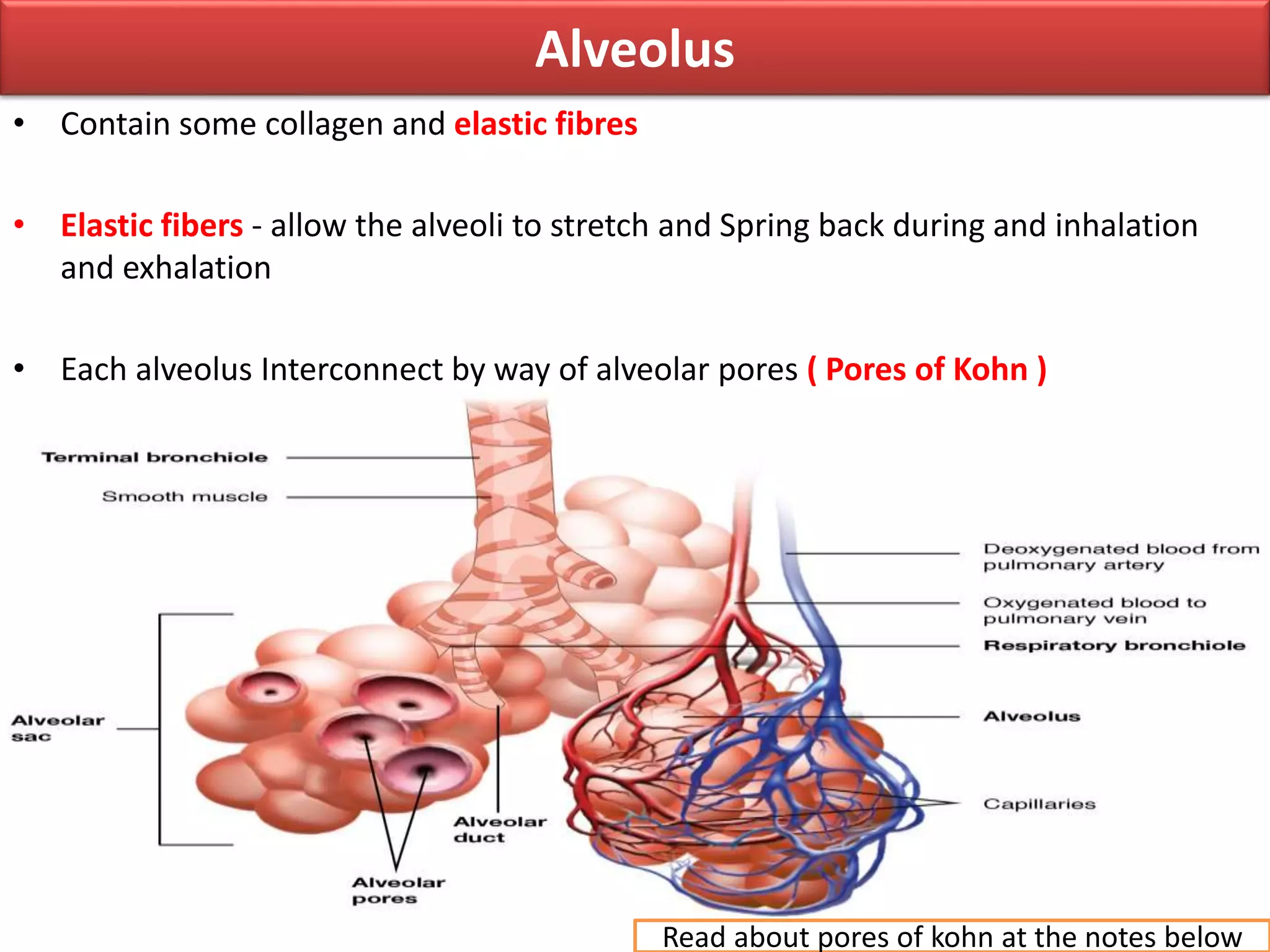 Anatomy of Tracheobronchial Tree and Bronchopulmonary Segments with ...