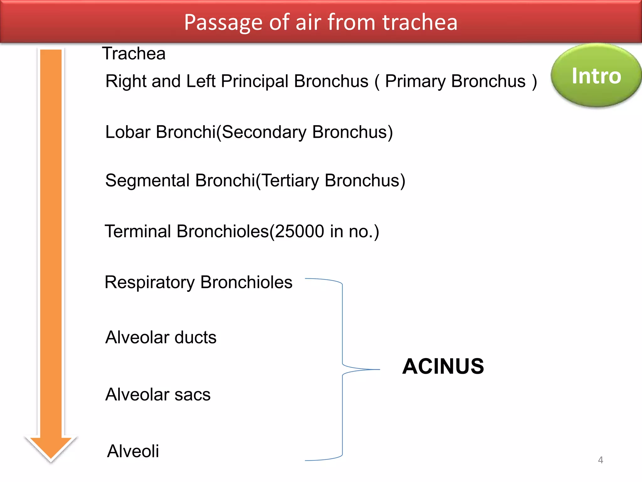 Anatomy of Tracheobronchial Tree and Bronchopulmonary Segments with ...