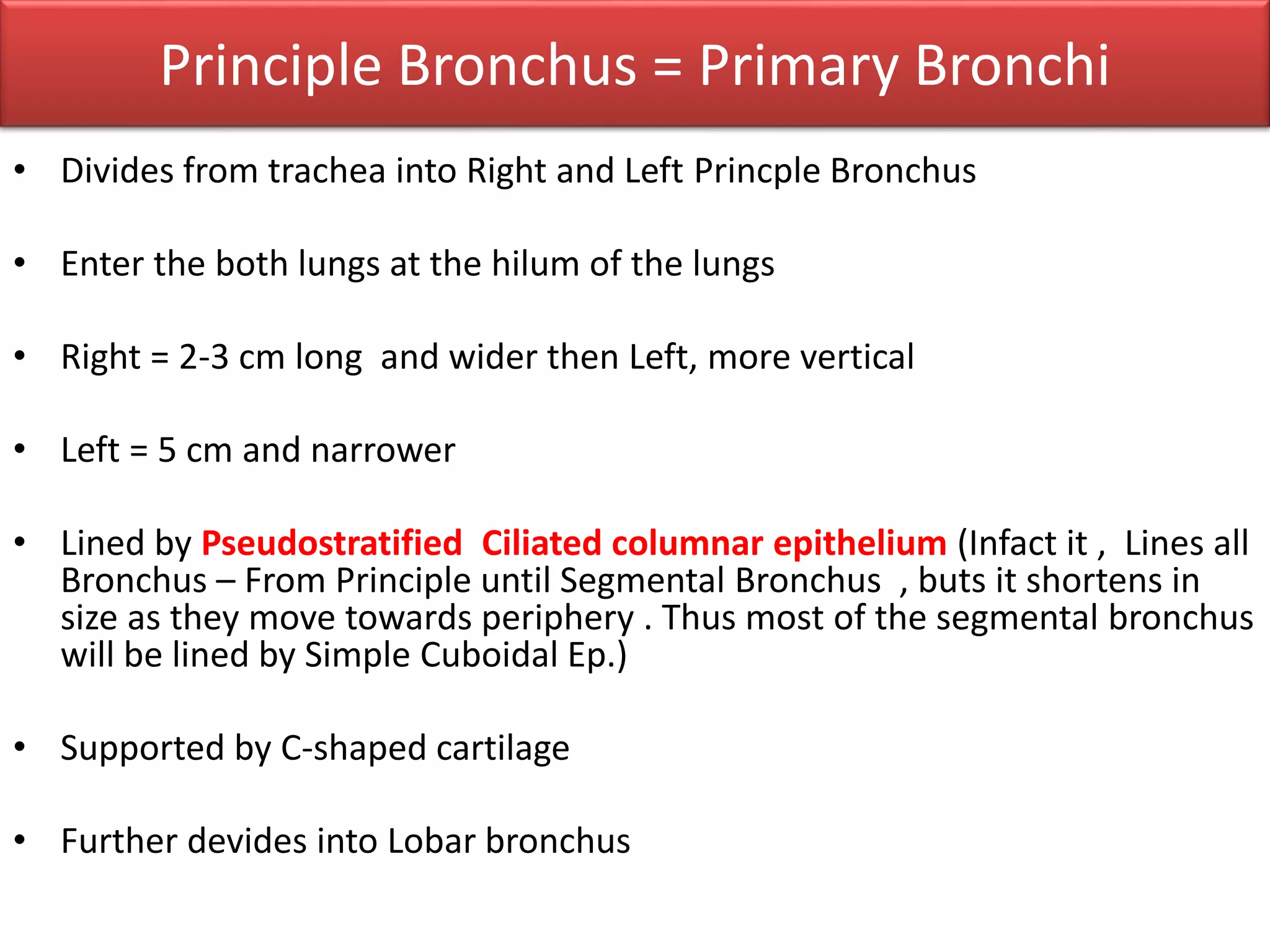 Anatomy of Tracheobronchial Tree and Bronchopulmonary Segments with ...