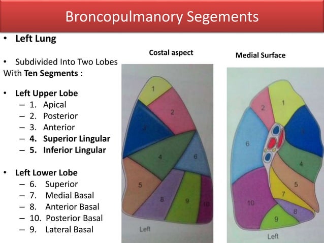 Anatomy of Tracheobronchial Tree and Bronchopulmonary Segments with ...
