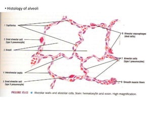 Anatomy of Tracheobronchial Tree and Bronchopulmonary Segments with ...