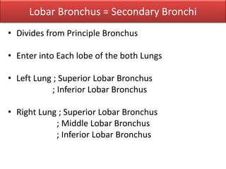 Anatomy of Tracheobronchial Tree and Bronchopulmonary Segments with ...