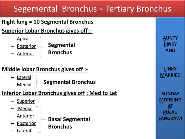 Anatomy of Tracheobronchial Tree and Bronchopulmonary Segments with ...
