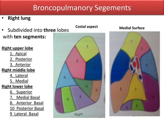 Anatomy of Tracheobronchial Tree and Bronchopulmonary Segments with ...